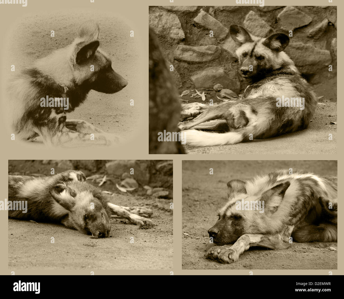 Sepia Brown Wolf