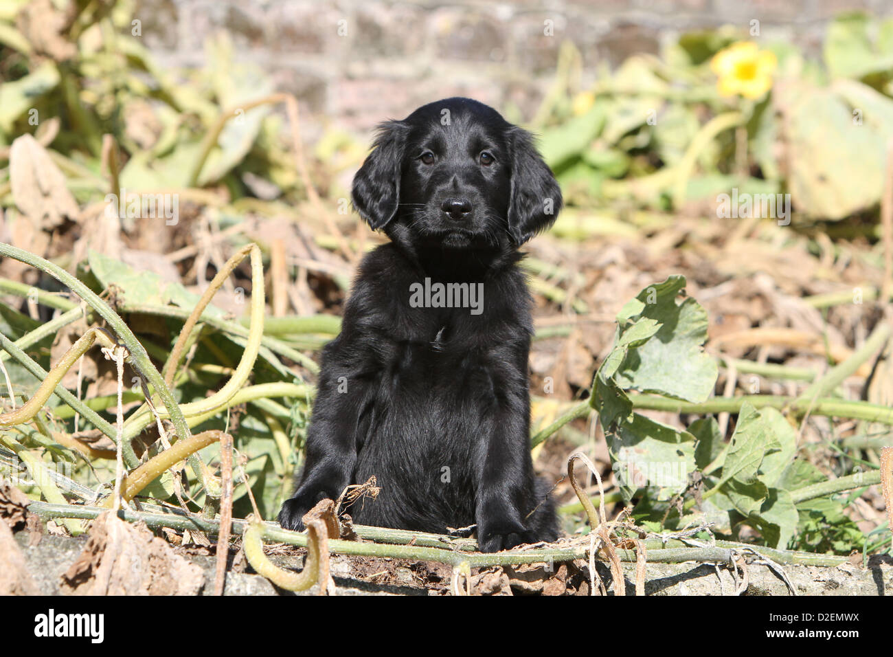 Black flat coated retriever hi-res stock photography and images - Alamy