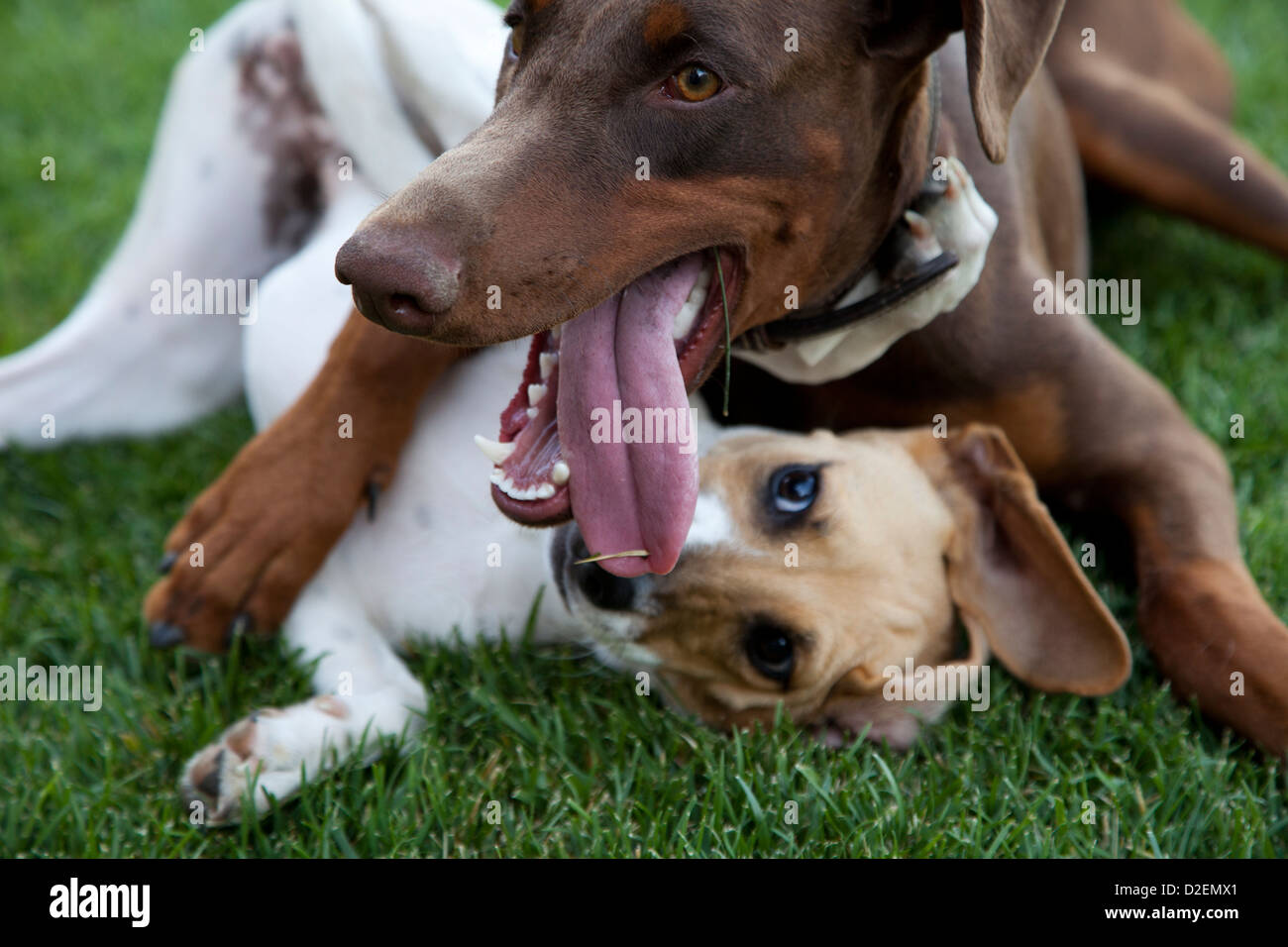 Two dogs playing around Stock Photo - Alamy