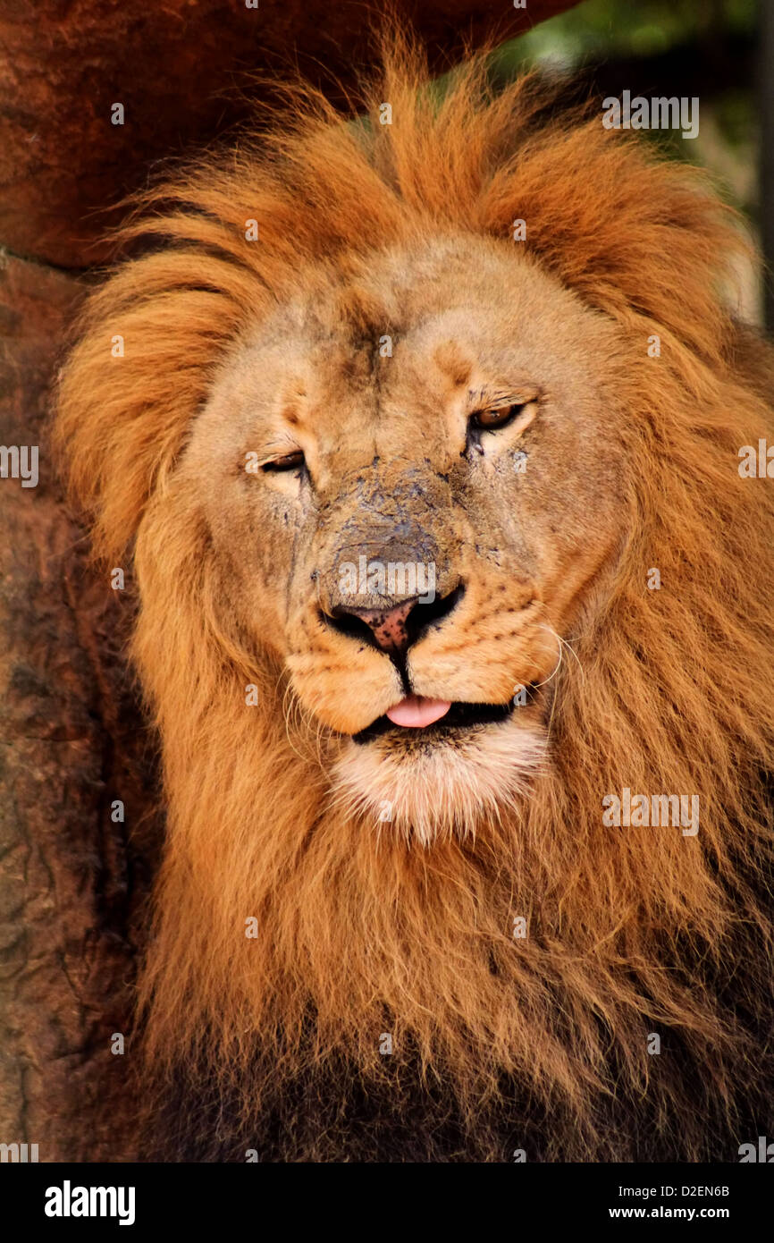 Lion licking nose hi-res stock photography and images - Alamy