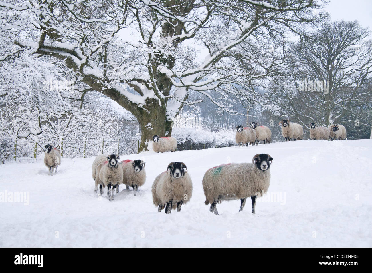 Hardy swaledale sheep in winter hi-res stock photography and images - Alamy