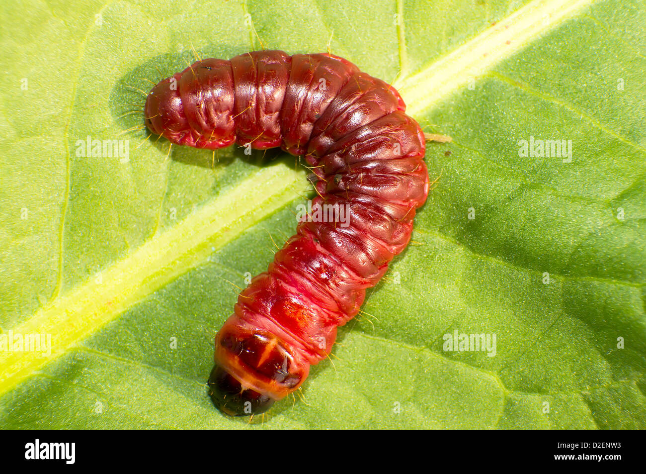 The Cossus cossus red codling moth larvae Stock Photo - Alamy
