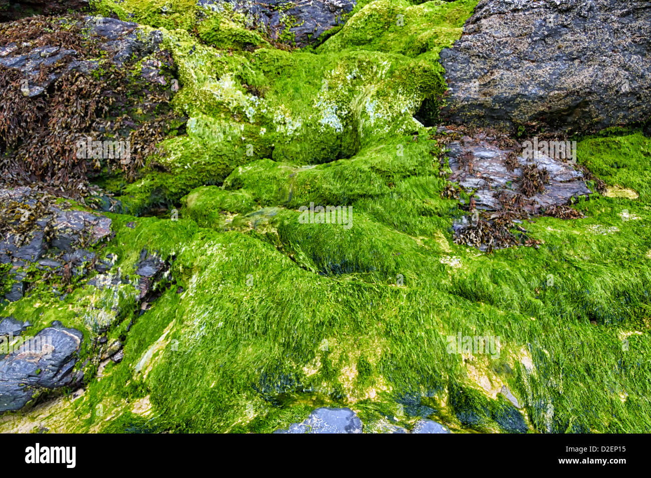 Lichen clinging to a seaside cliff, Cornwall, England Stock Photo - Alamy