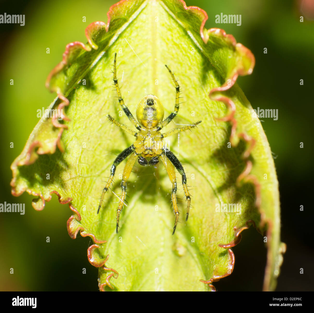 The abdomen close-up of the crab spider Stock Photo - Alamy