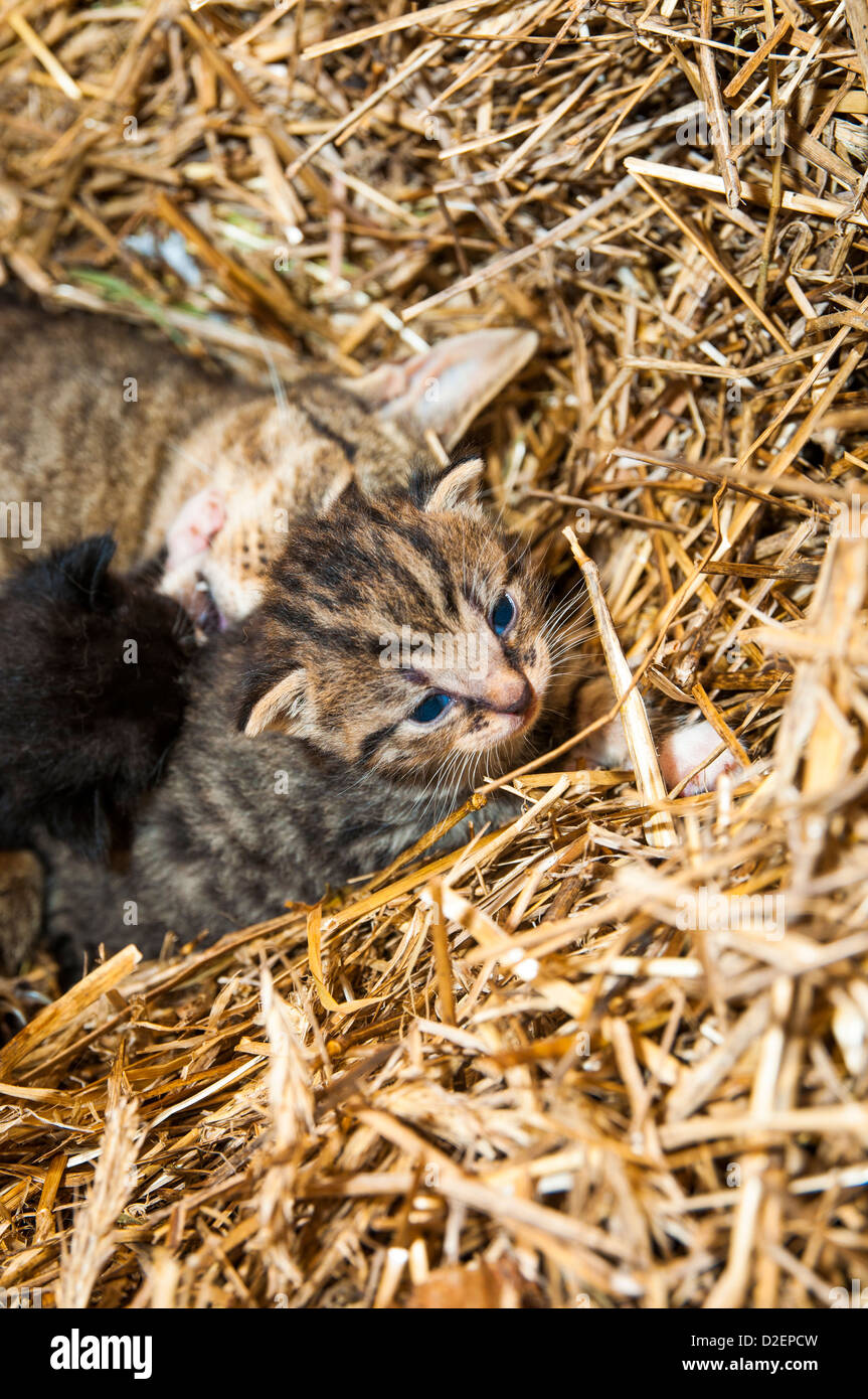 An image of young cats in the barn lying on the straw Stock Photo - Alamy