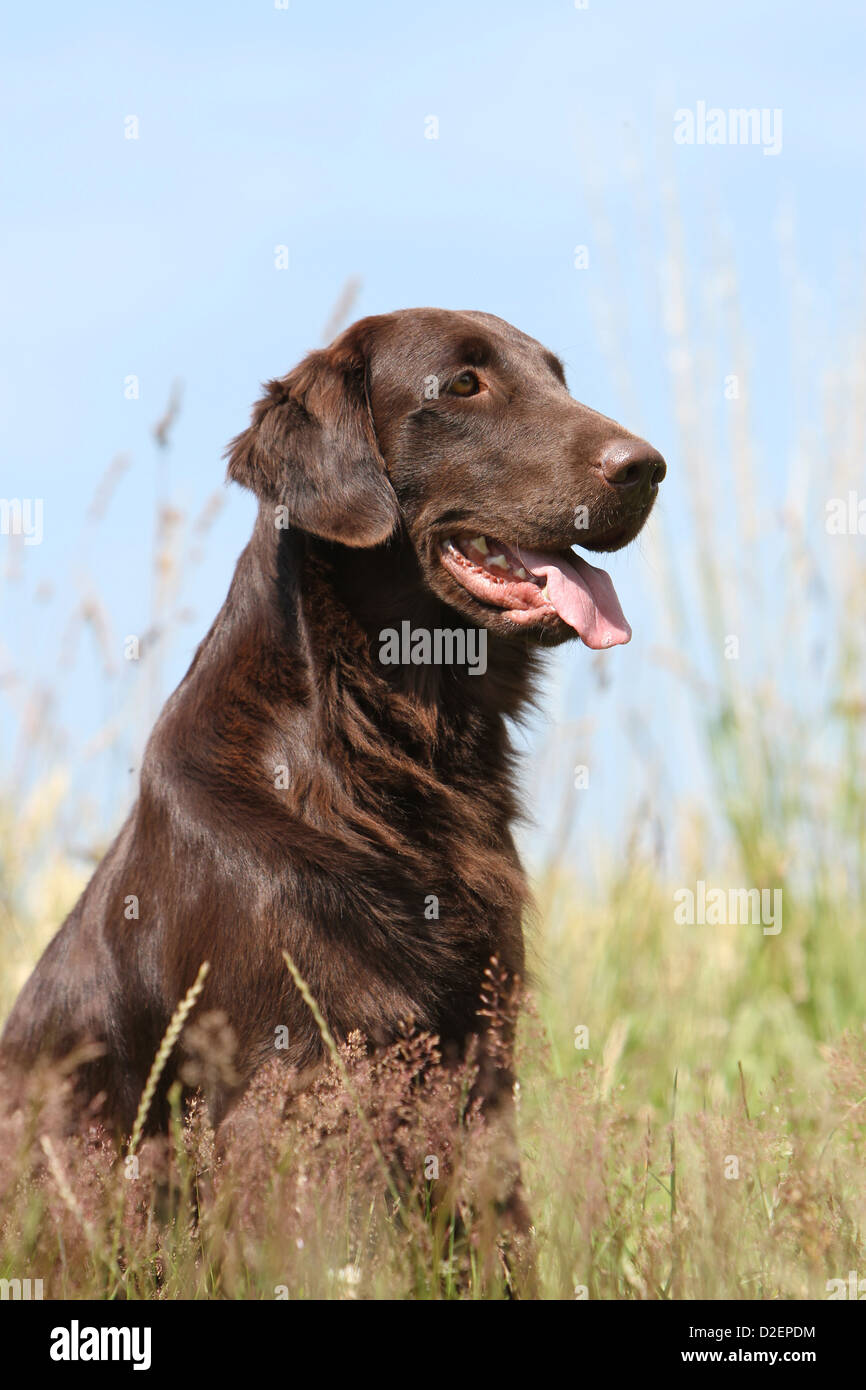 Yellow Flat Coated Retriever Puppies
