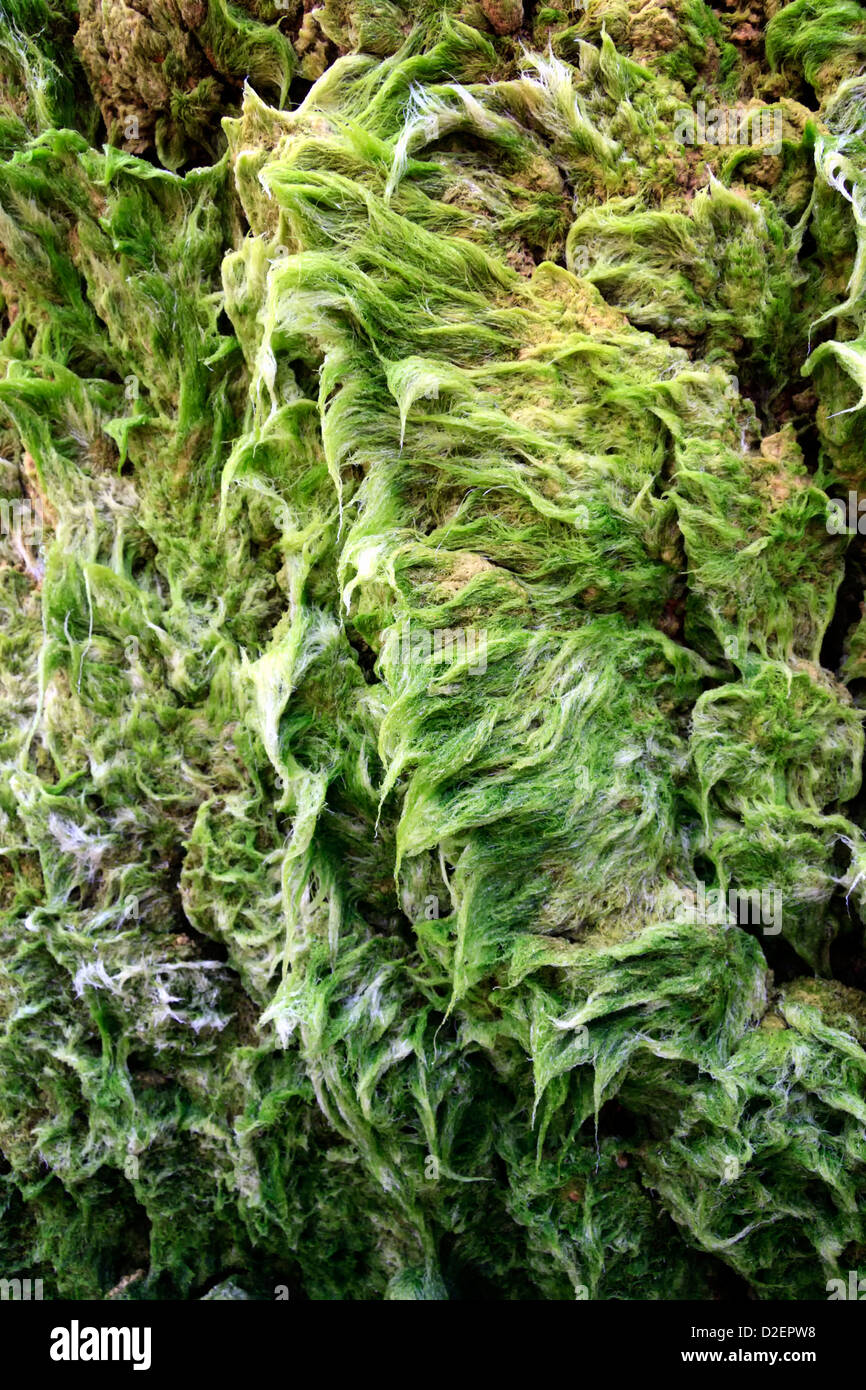 Lichen clinging to a seaside cliff, Cornwall, England Stock Photo - Alamy