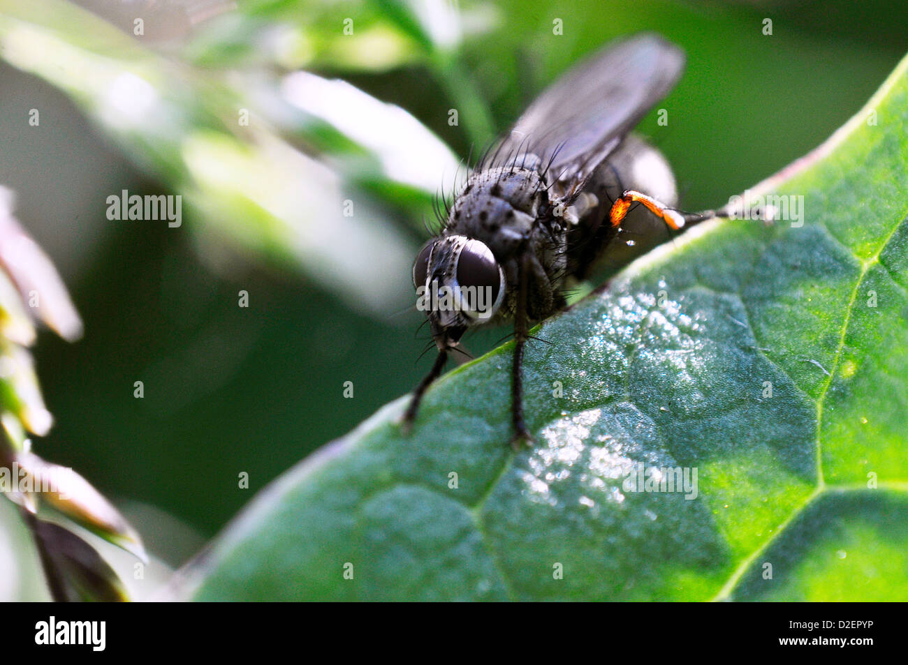 An image of macro of a bug Stock Photo - Alamy