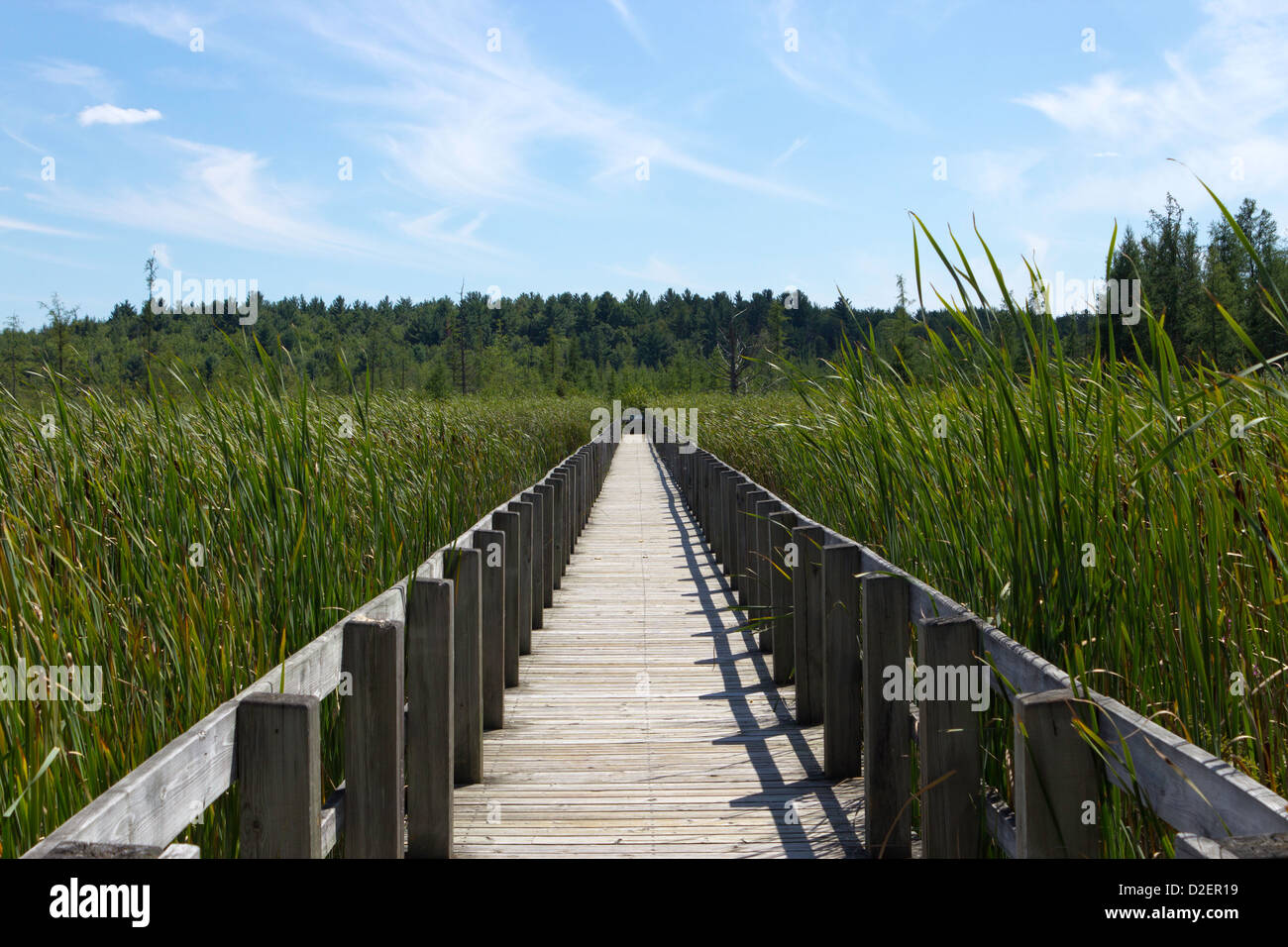 Boardwalk over the marsh Stock Photo - Alamy