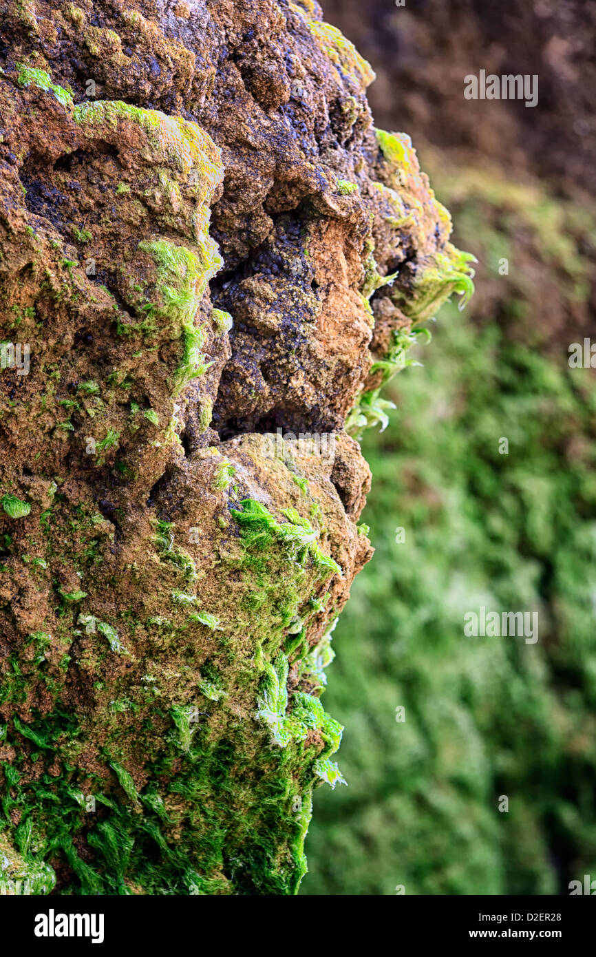 Lichen clinging to a seaside cliff, Cornwall, England Stock Photo - Alamy