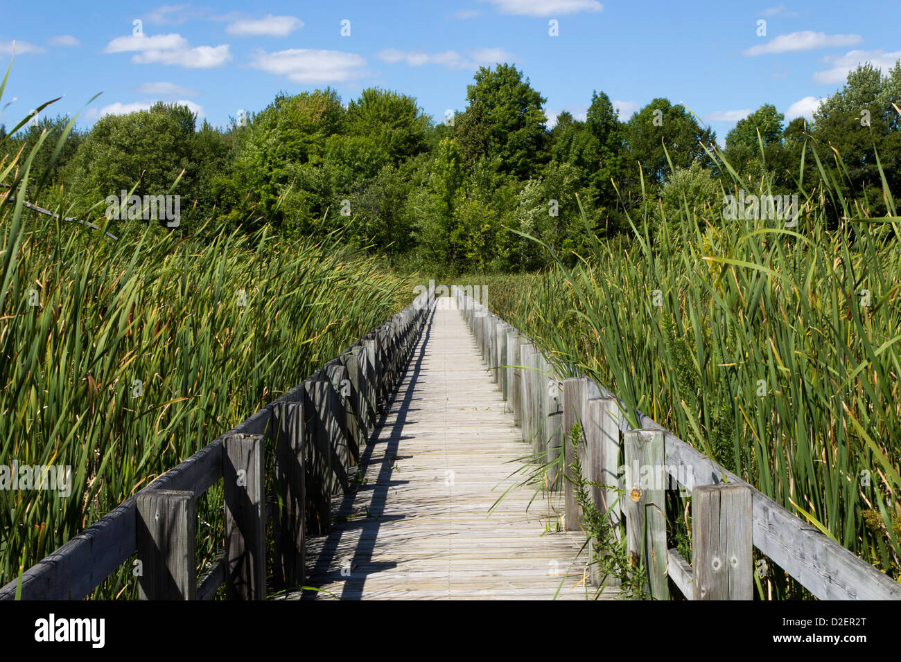 Boardwalk over the marsh Stock Photo - Alamy
