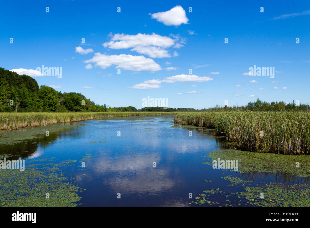 Beautiful pond with lily pads and cattails Stock Photo - Alamy