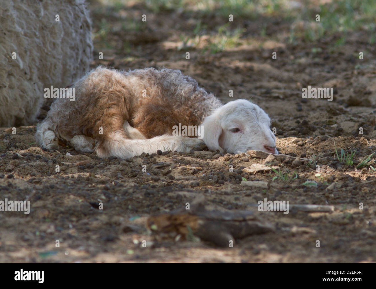 Newly born baby sheep in the shade of a tree Stock Photo - Alamy