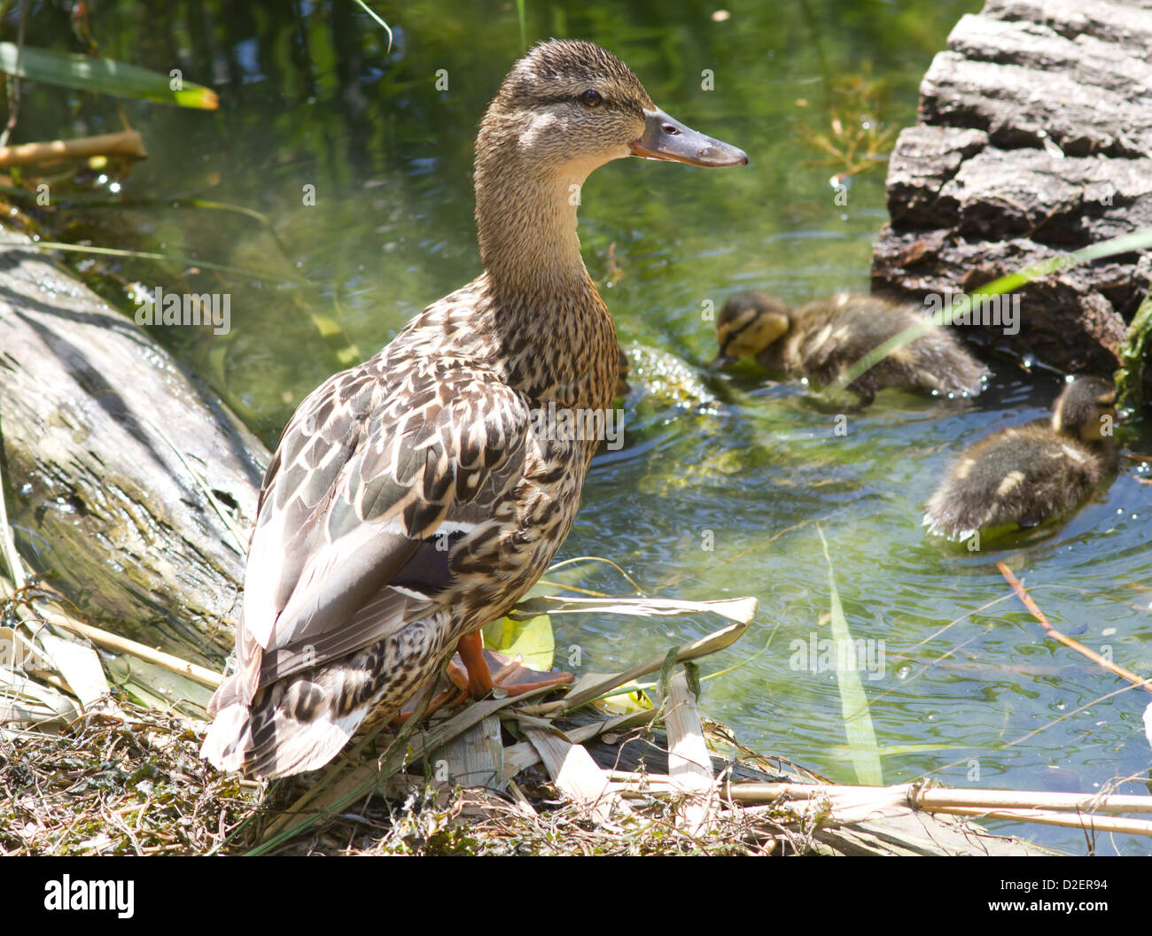 The female mallard with a brood of ducklings on the lake Stock Photo ...