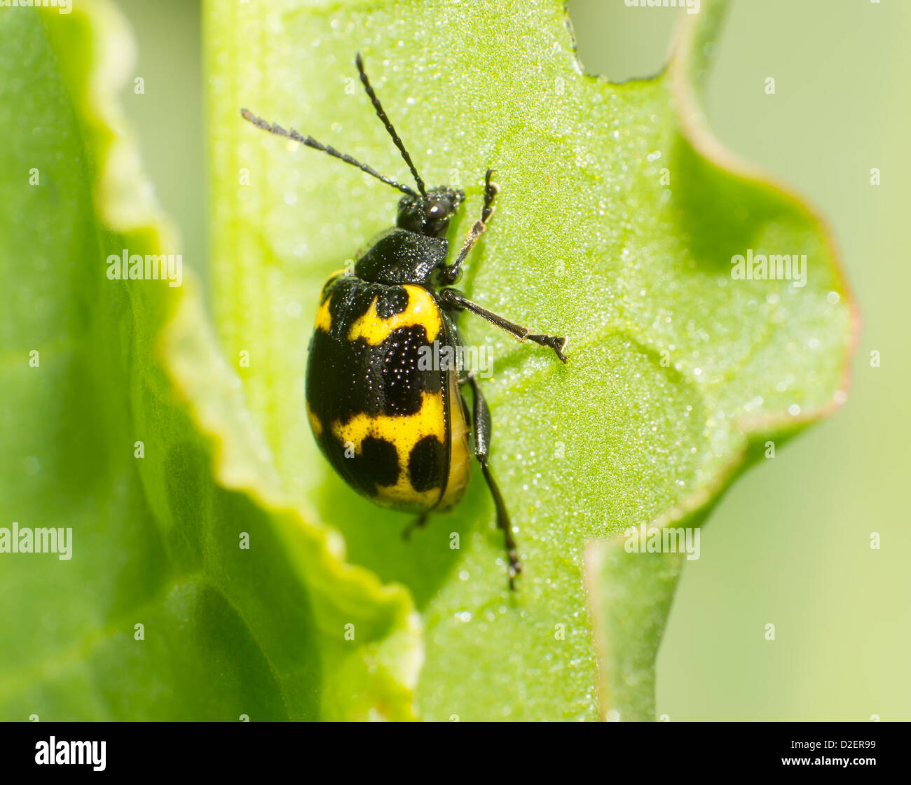 The beautiful shell leaf beetle outdoors Stock Photo - Alamy