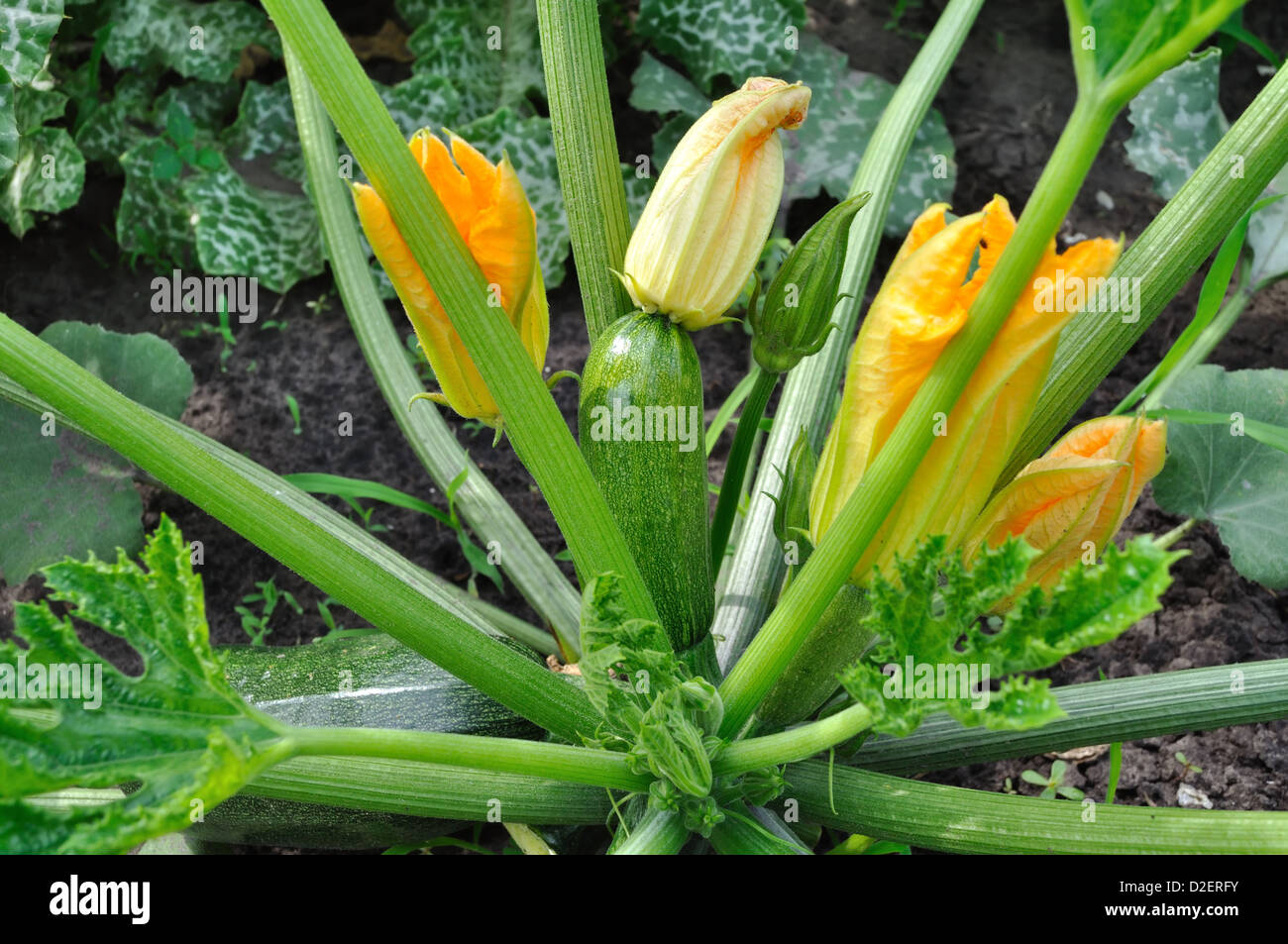 flowering zucchini in the vegetable garden Stock Photo - Alamy