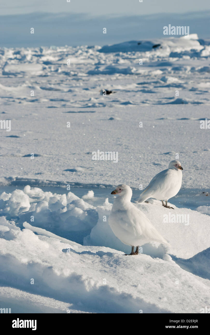 A pair of white snowy plover in winter Antarctic Stock Photo - Alamy