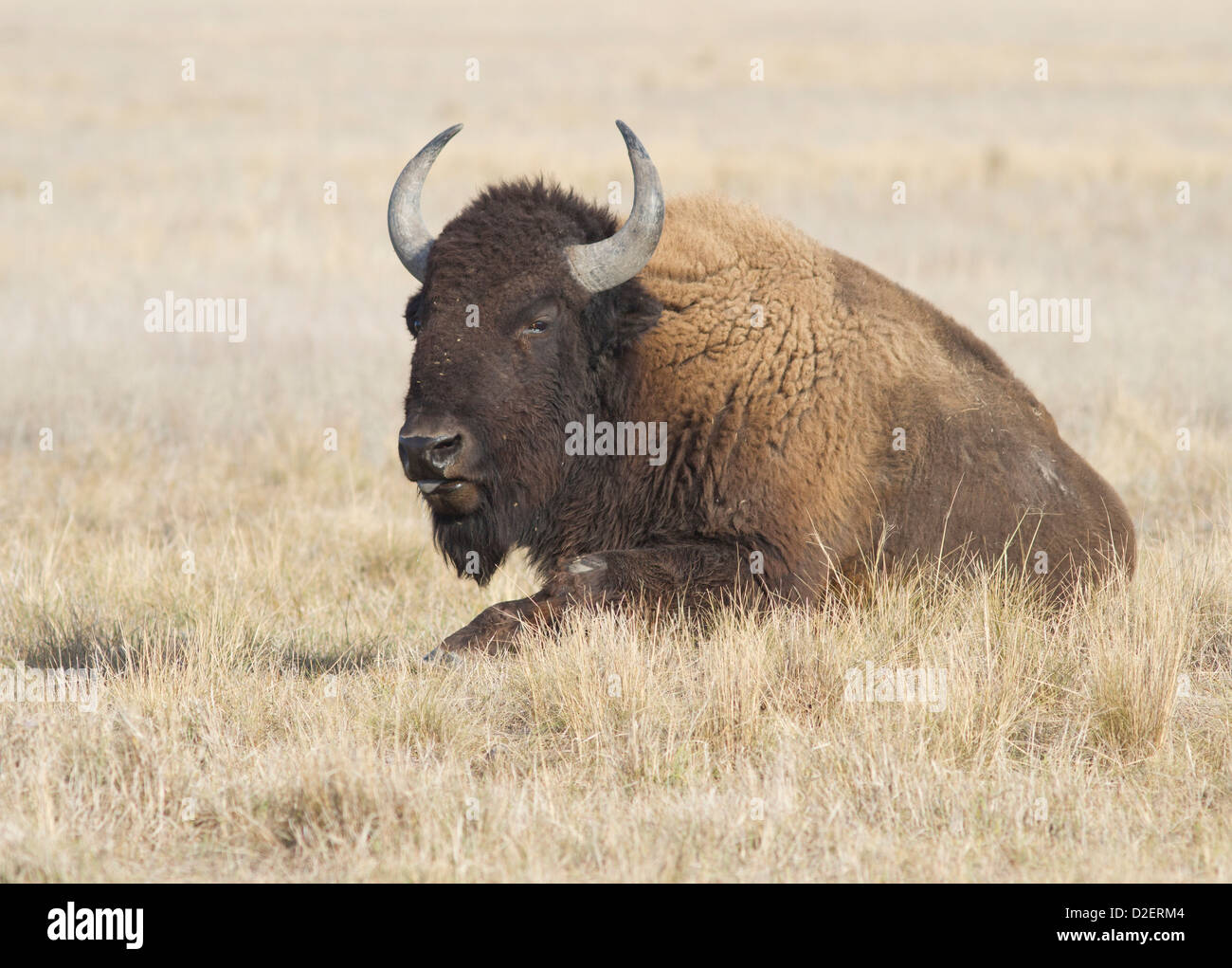 Female bison resting in autumn Ukrainian steppe Stock Photo - Alamy