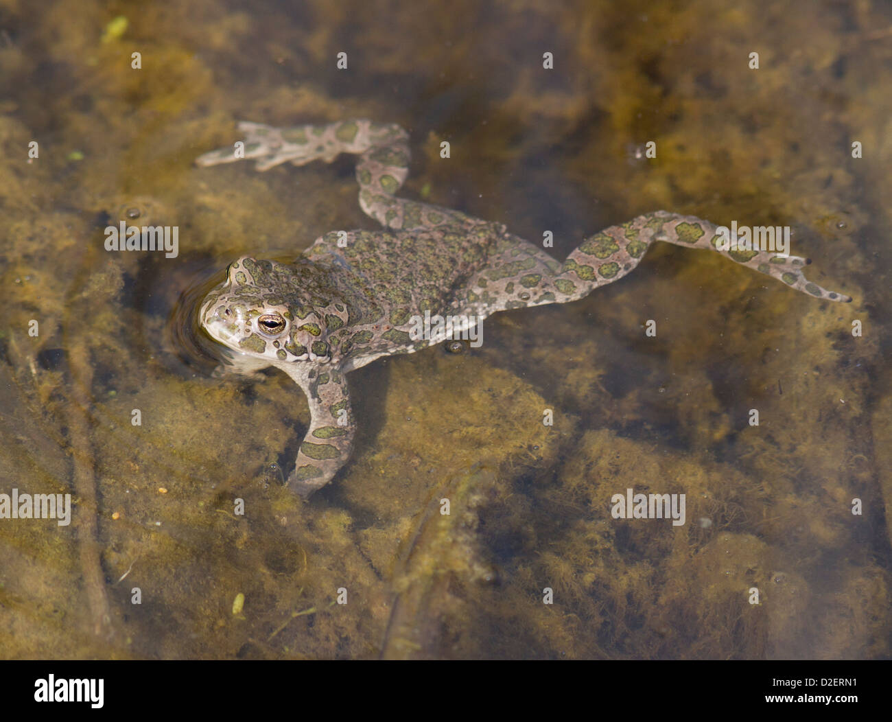 Green frog sitting in water of a small lake Stock Photo - Alamy