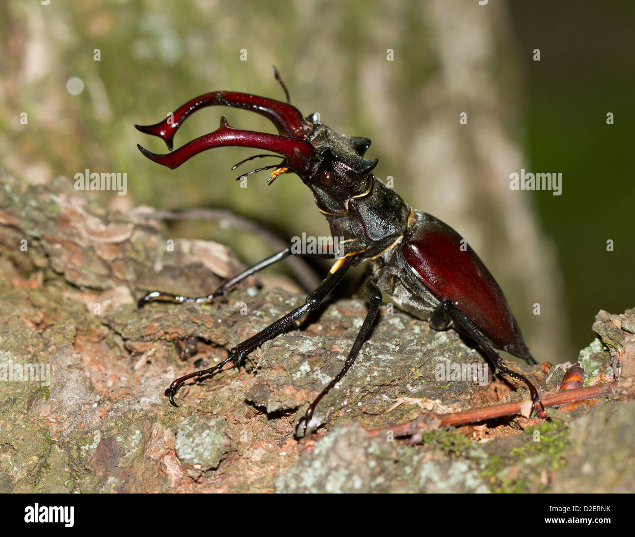 Male stag beetle sitting on a tree trunk Stock Photo - Alamy
