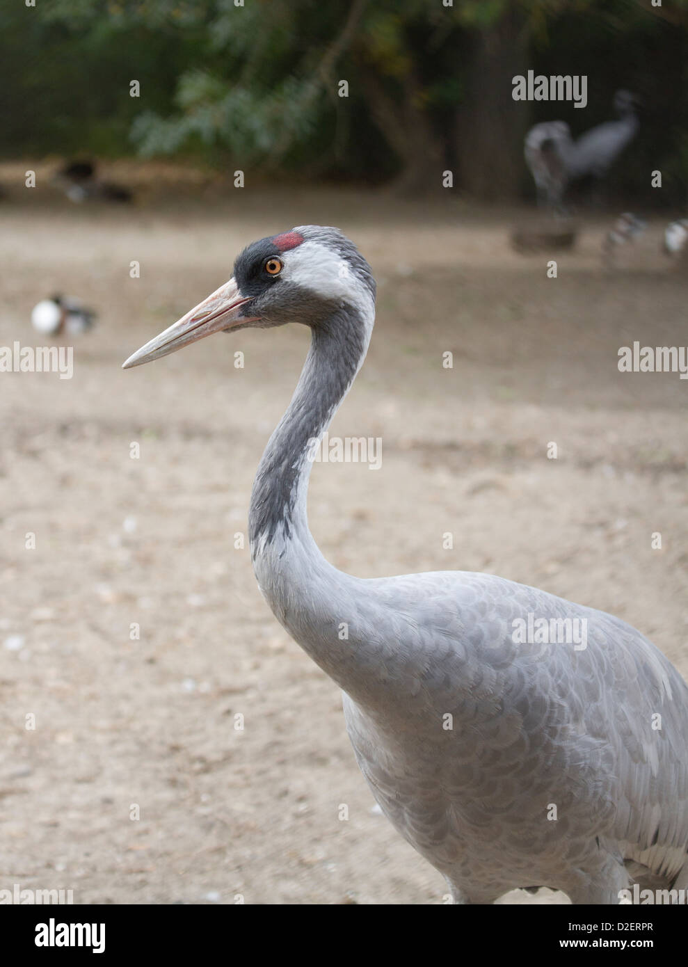 Portrait of a common crane in a zoo Stock Photo - Alamy