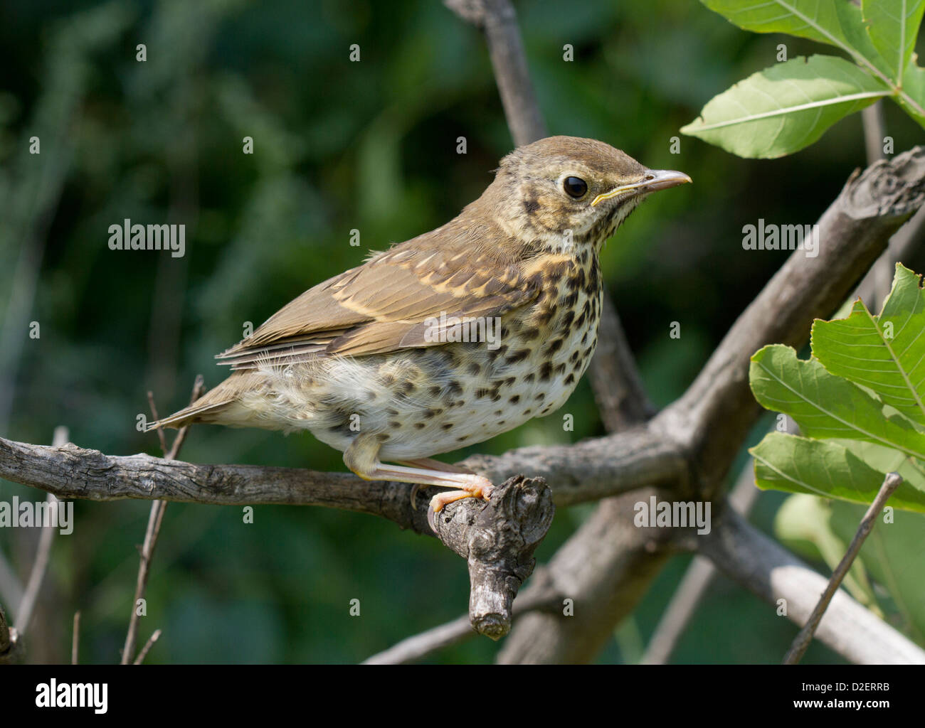 Song thrush chick sitting on a branch Stock Photo - Alamy