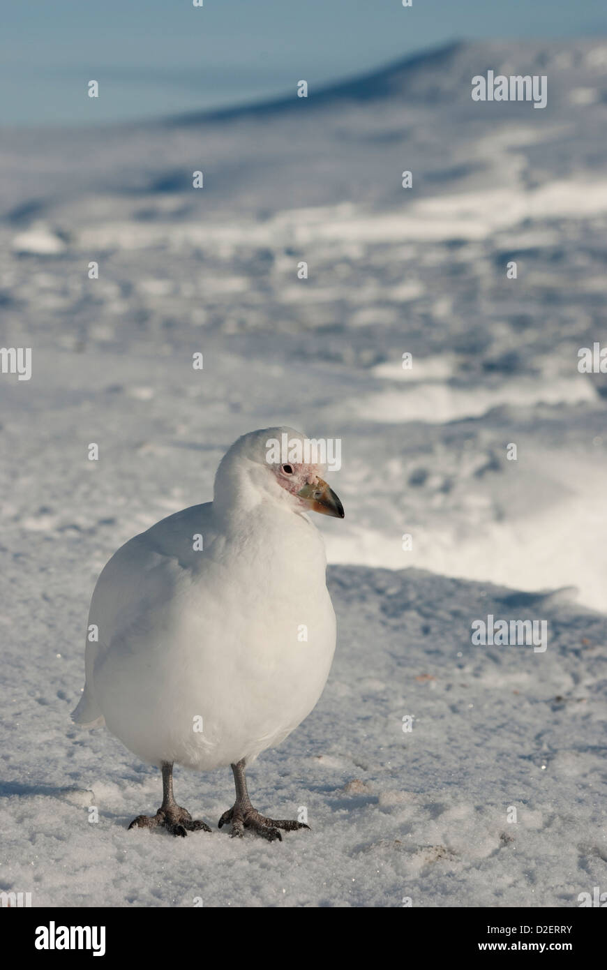 White plover on the dazzling snow in the winter Antarctic Stock Photo ...