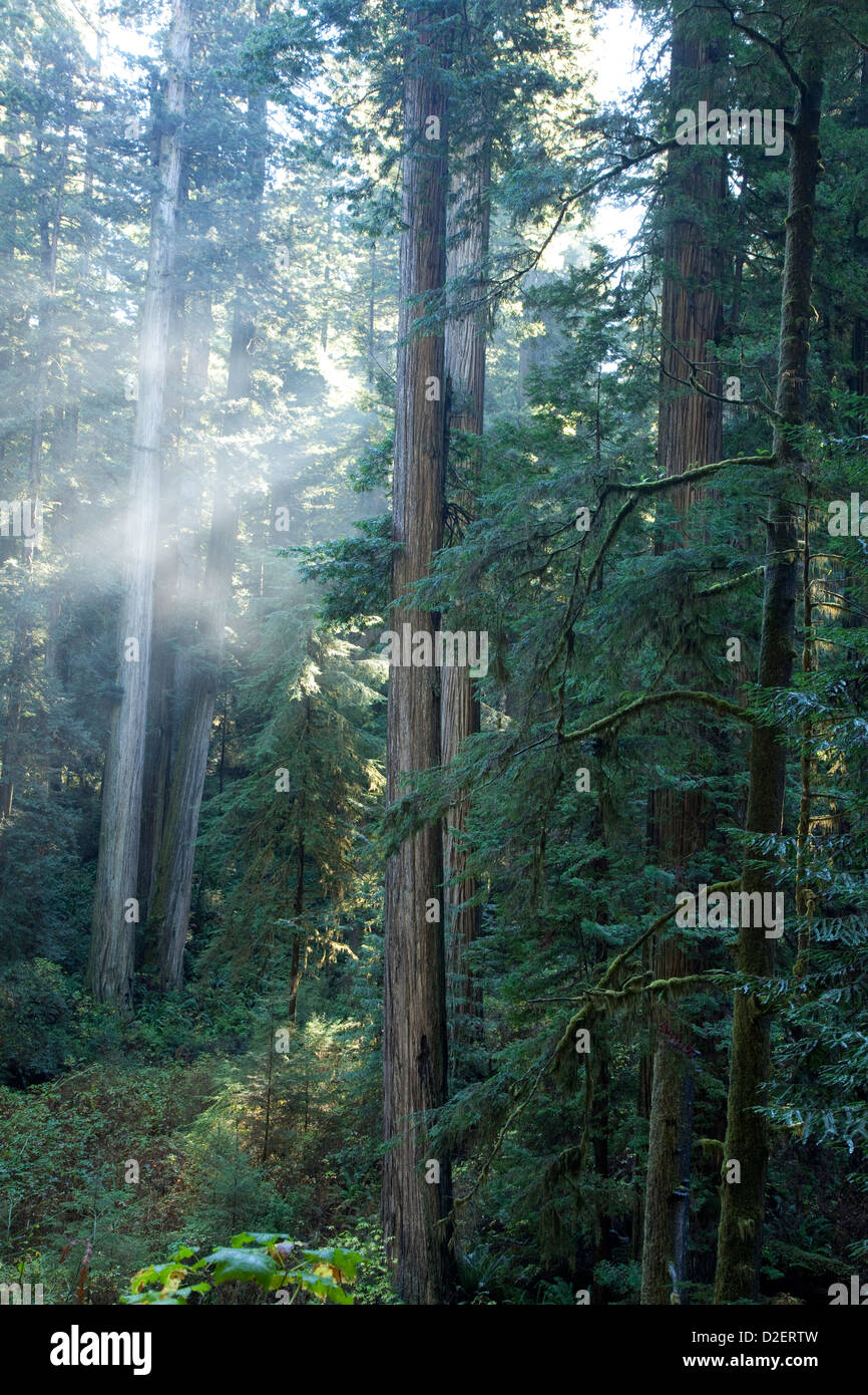 Scenic image of light coming through redwoods. Redwood National Park ...