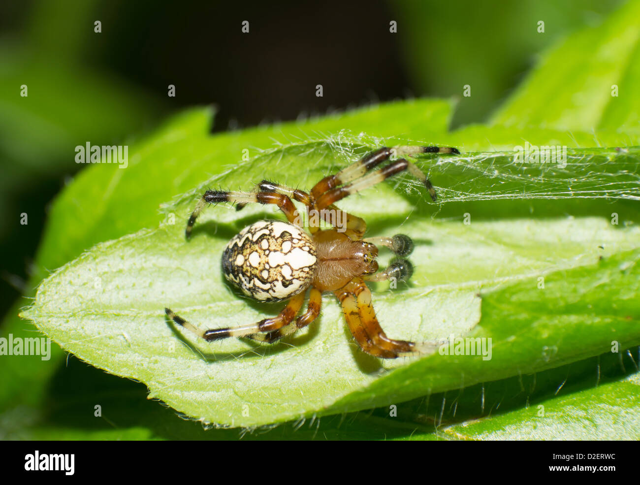 Crab spider waiting for prey Stock Photo - Alamy