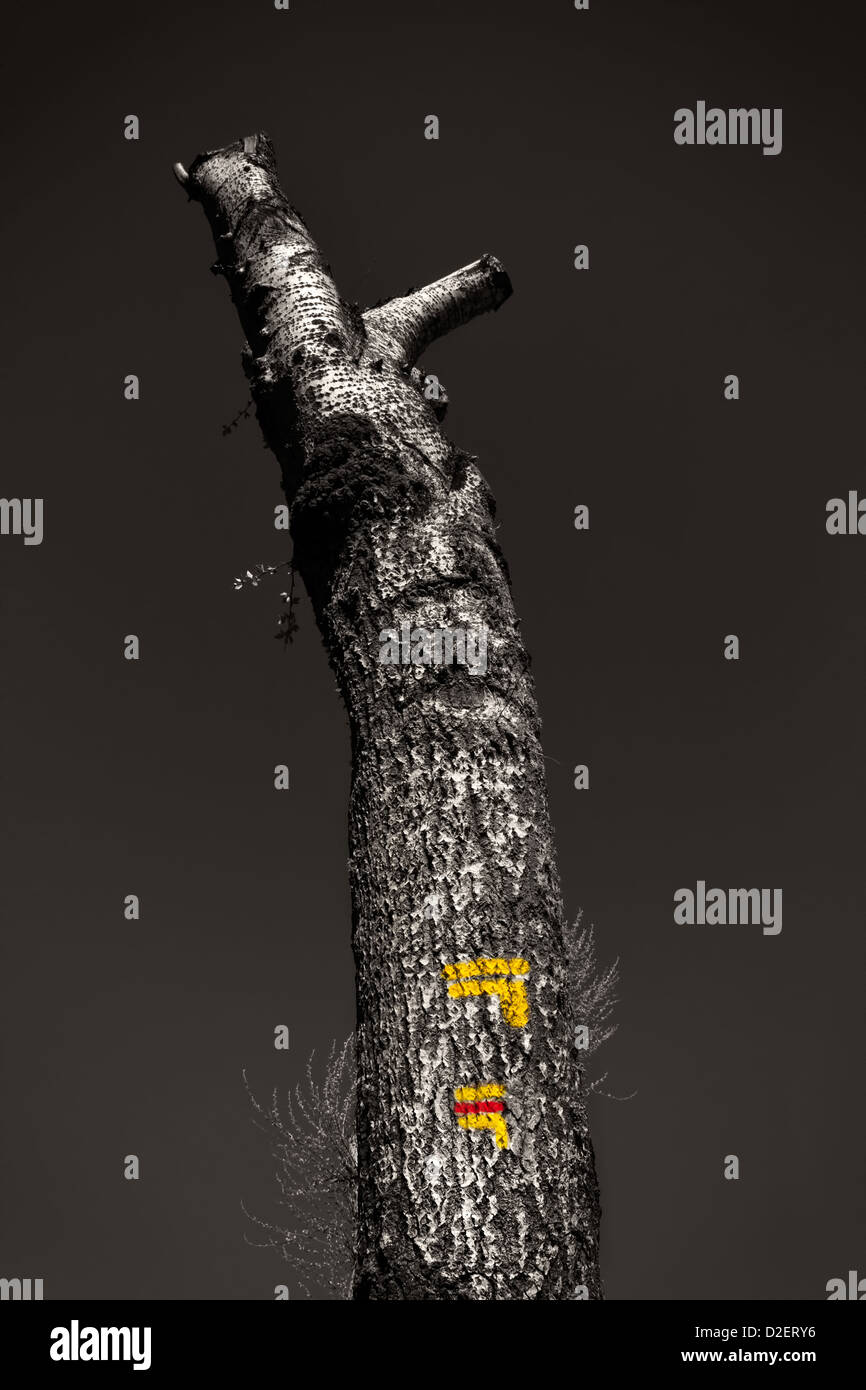 Hiking signs on tree Stock Photo - Alamy