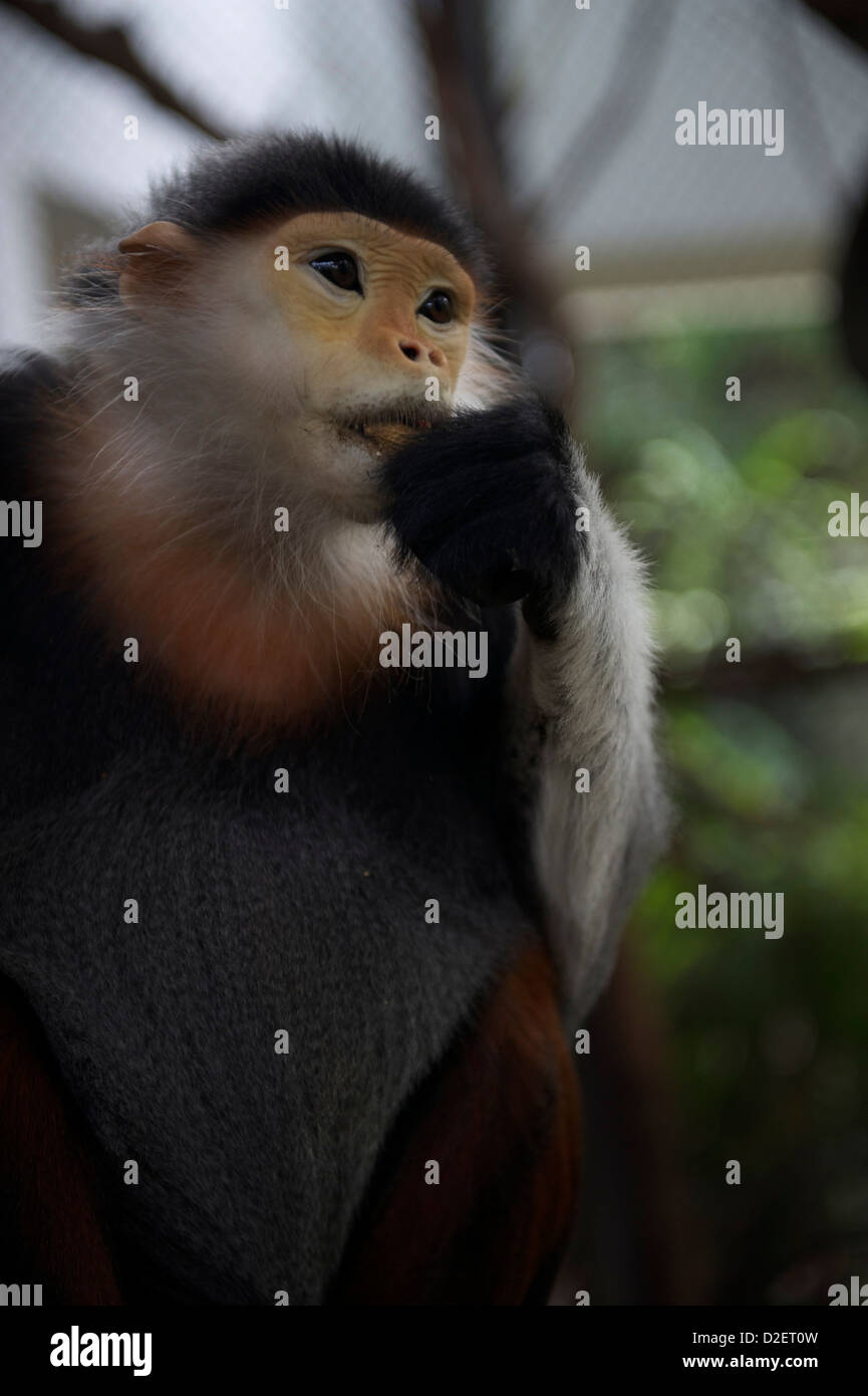 a rare monkey,Red shanked douc Langer Stock Photo - Alamy