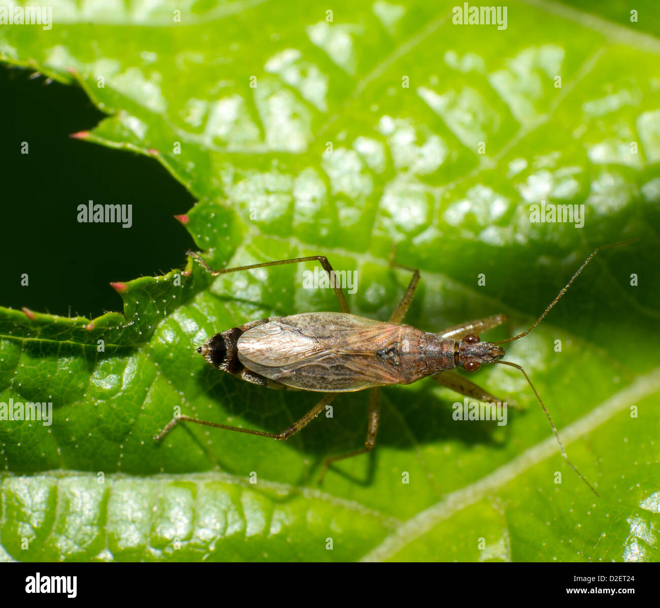 Summer insects hi-res stock photography and images - Alamy
