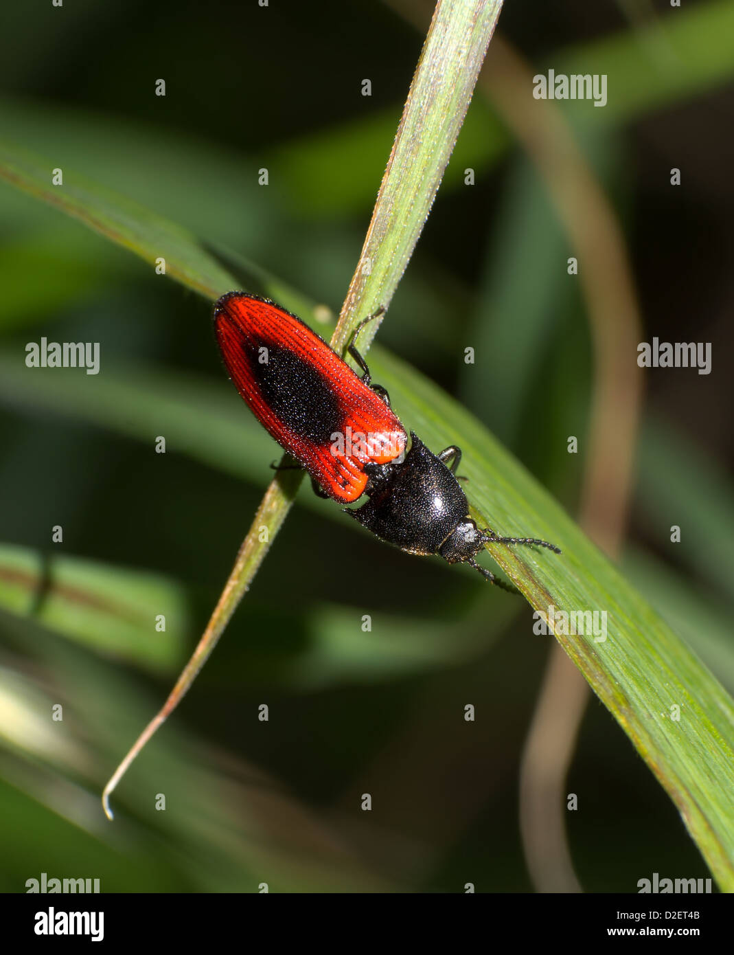 Snapping beetle hi-res stock photography and images - Alamy