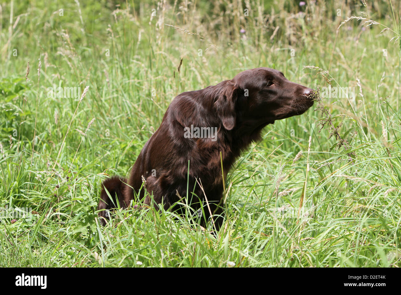 Coated retrieve trail hi-res stock photography and images - Alamy
