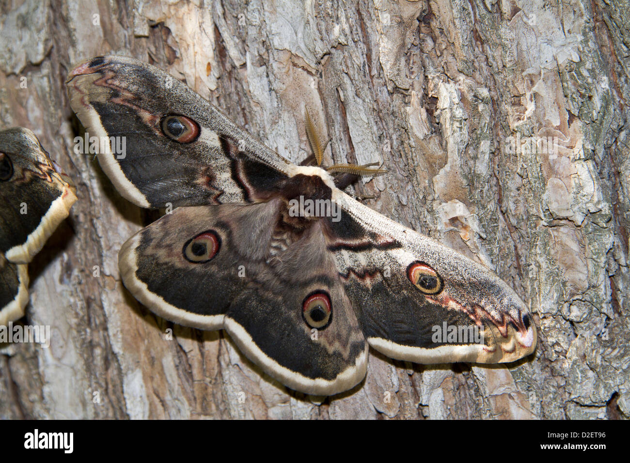 Great Peacock Moth, Giant Emperor Moth or Viennese Emperor Stock Photo ...