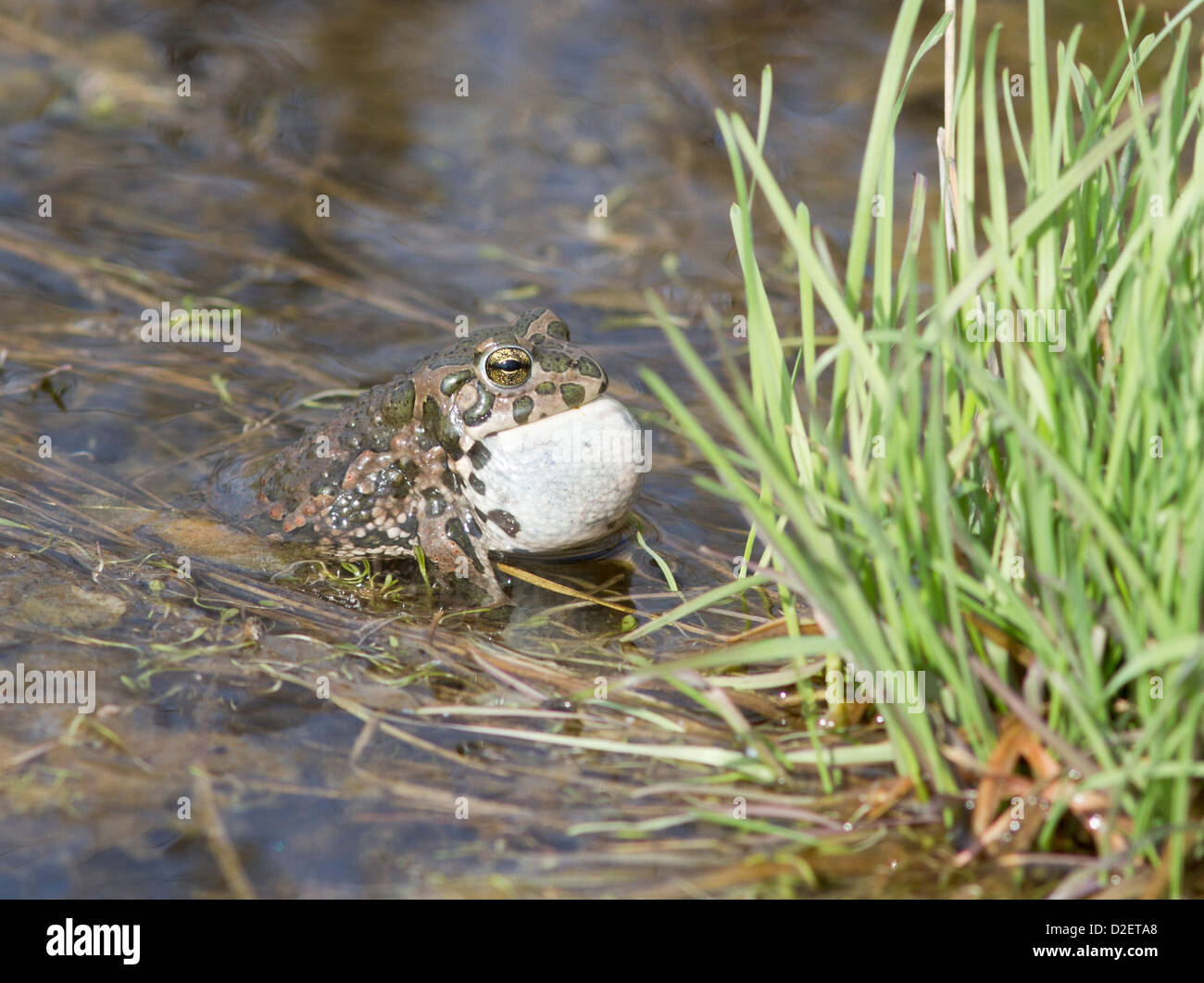 Frogs singing hi-res stock photography and images - Alamy