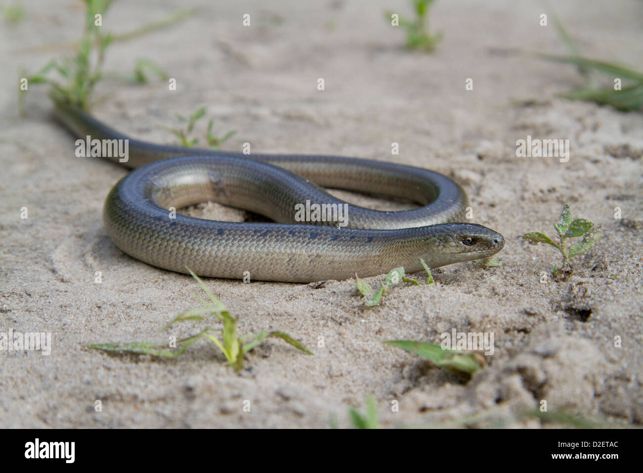 Male slow worm (Anguis fragilis) on the sand Stock Photo - Alamy