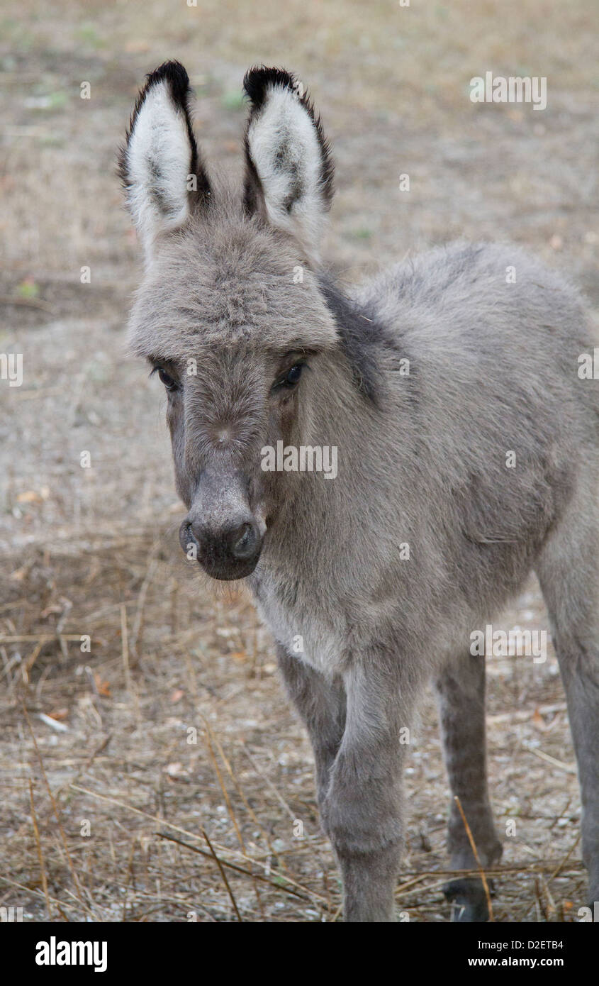 The fall of the donkey hi-res stock photography and images - Alamy