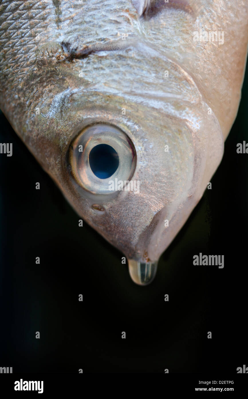 A drop of water falls out th mouth of a white seabream Stock Photo - Alamy