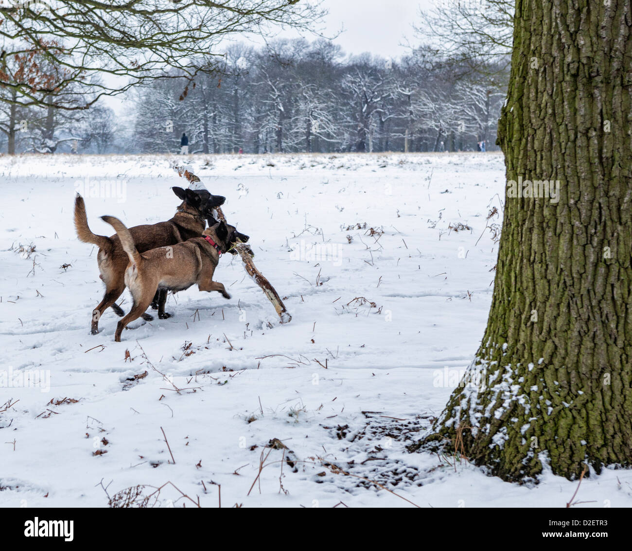Two dogs carrying tree branch hi-res stock photography and images - Alamy
