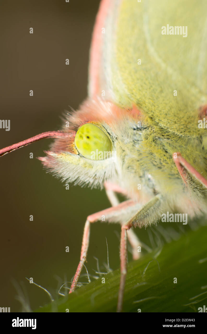 Close-up of the head of a butterfly Stock Photo - Alamy
