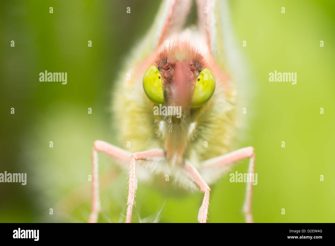 Intelligent insects hi-res stock photography and images - Alamy