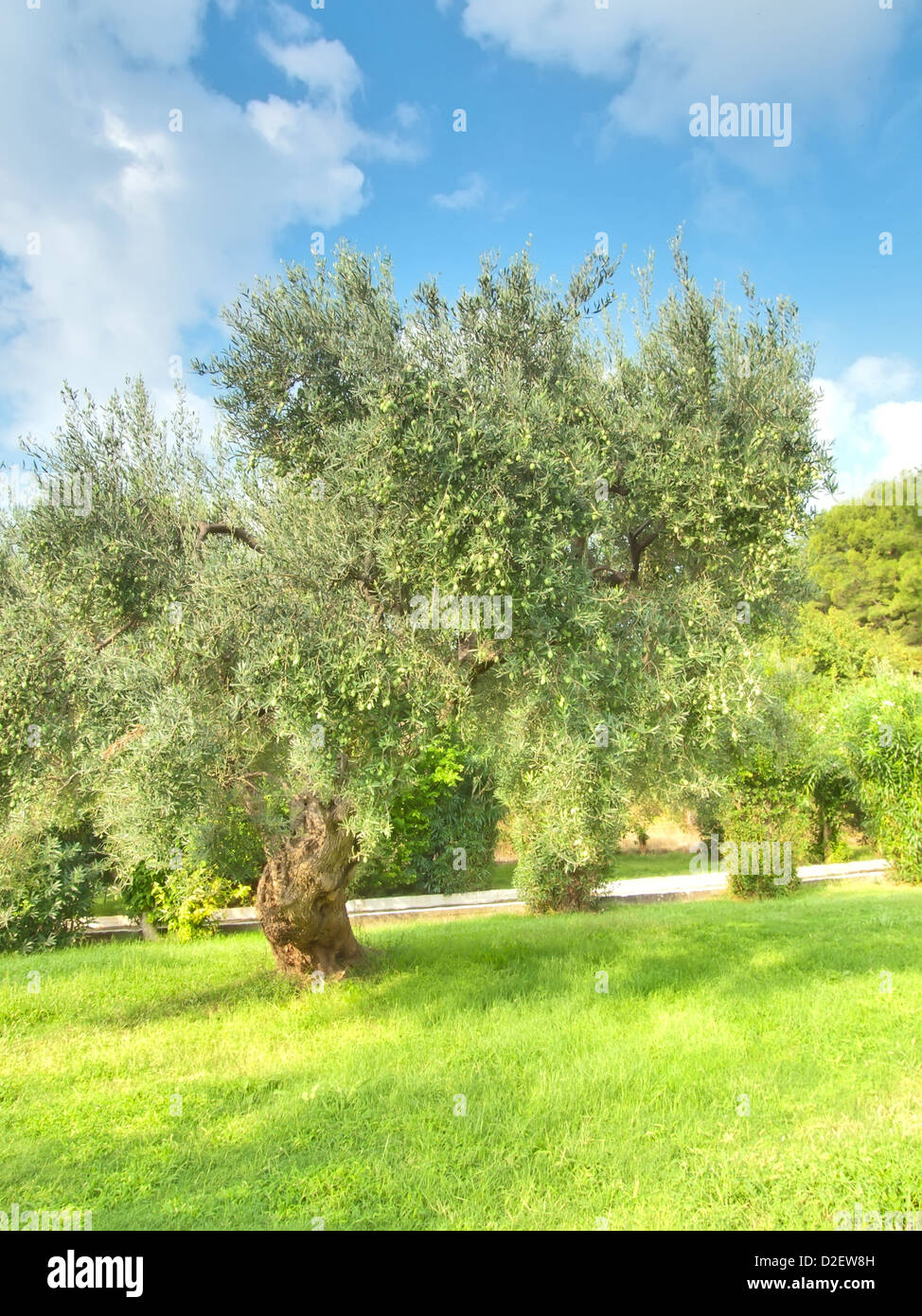 Olive field agriculture hi-res stock photography and images - Alamy