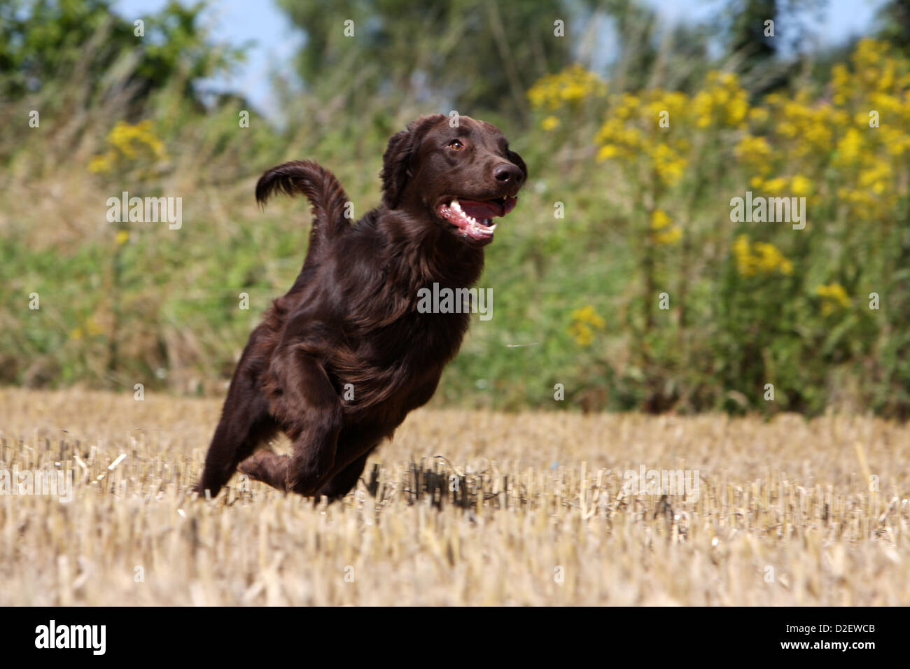Liver flat coated retriever hi-res stock photography and images - Alamy