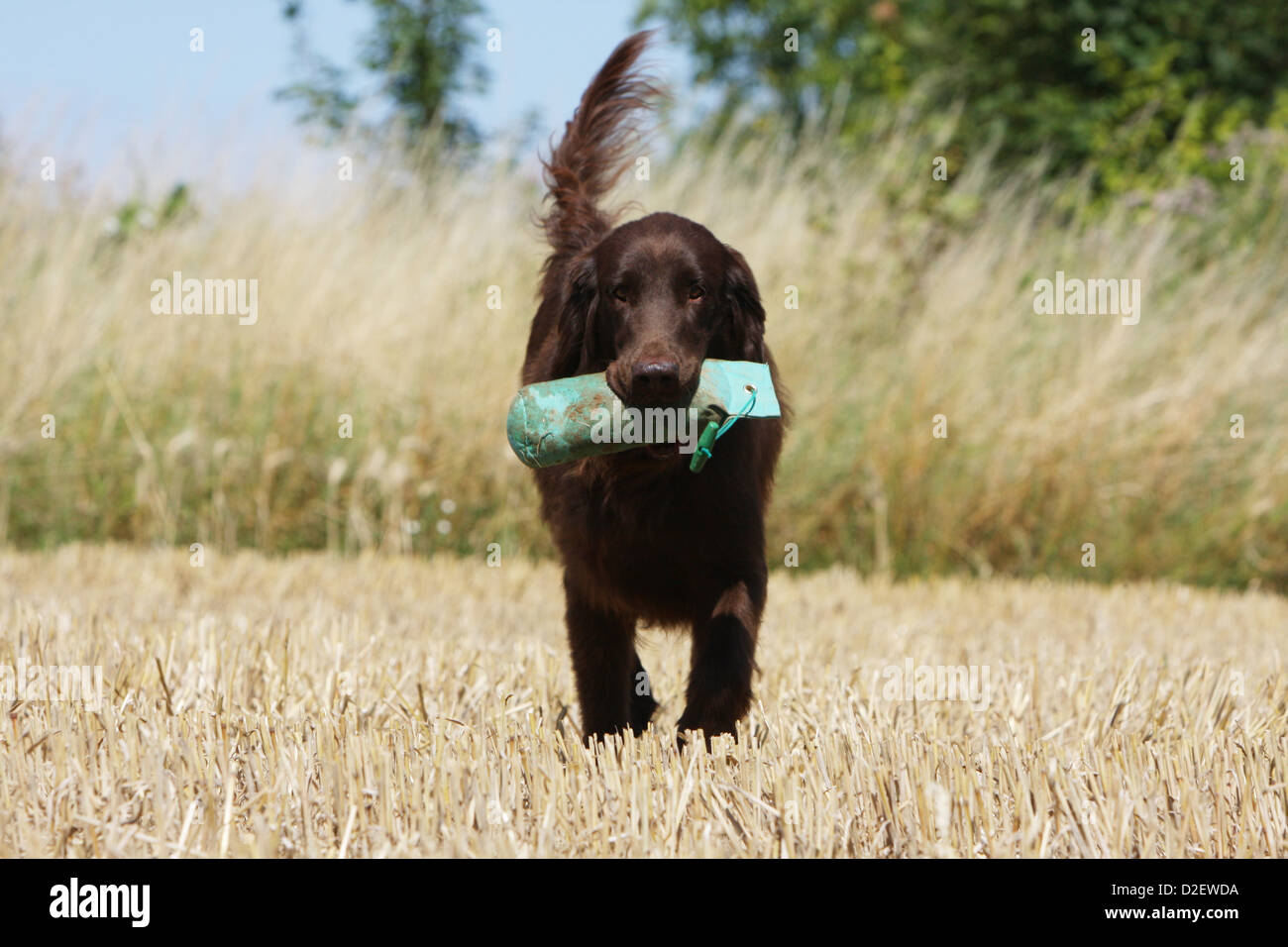Breeding dummy hi-res stock photography and images - Alamy
