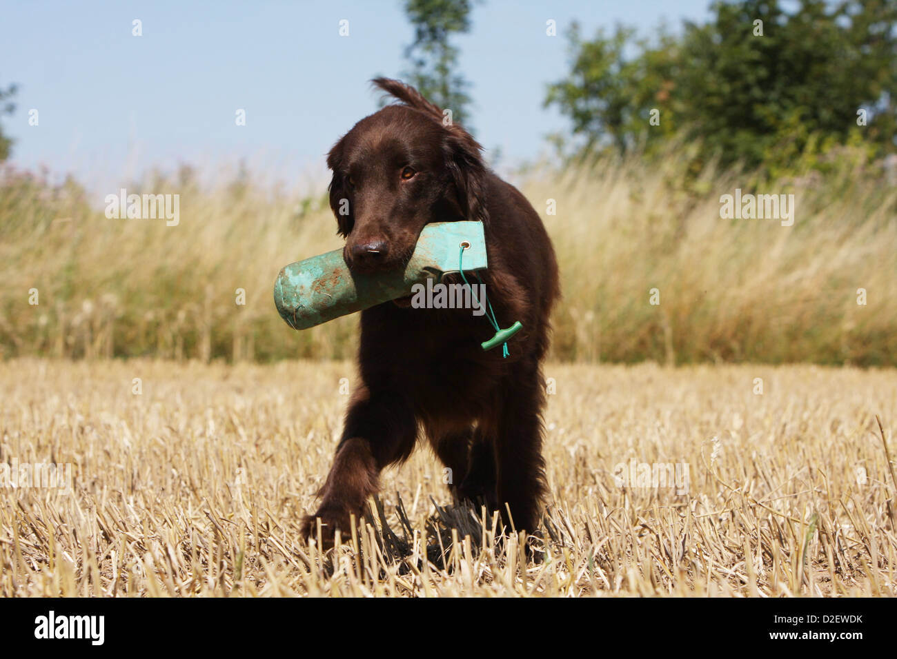 Breeding dummy hi-res stock photography and images - Alamy