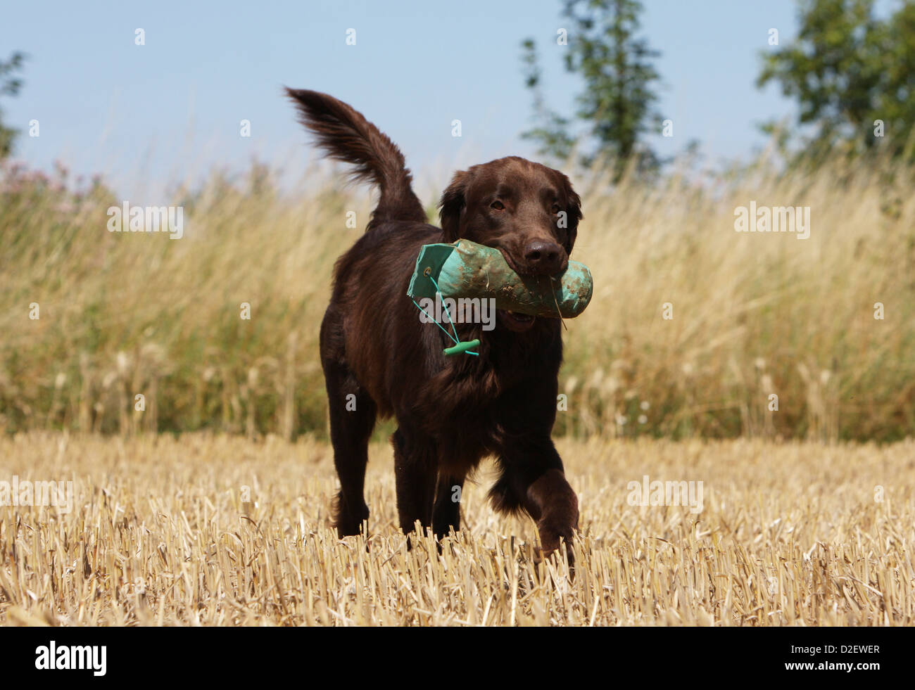 Breeding dummy hi-res stock photography and images - Alamy