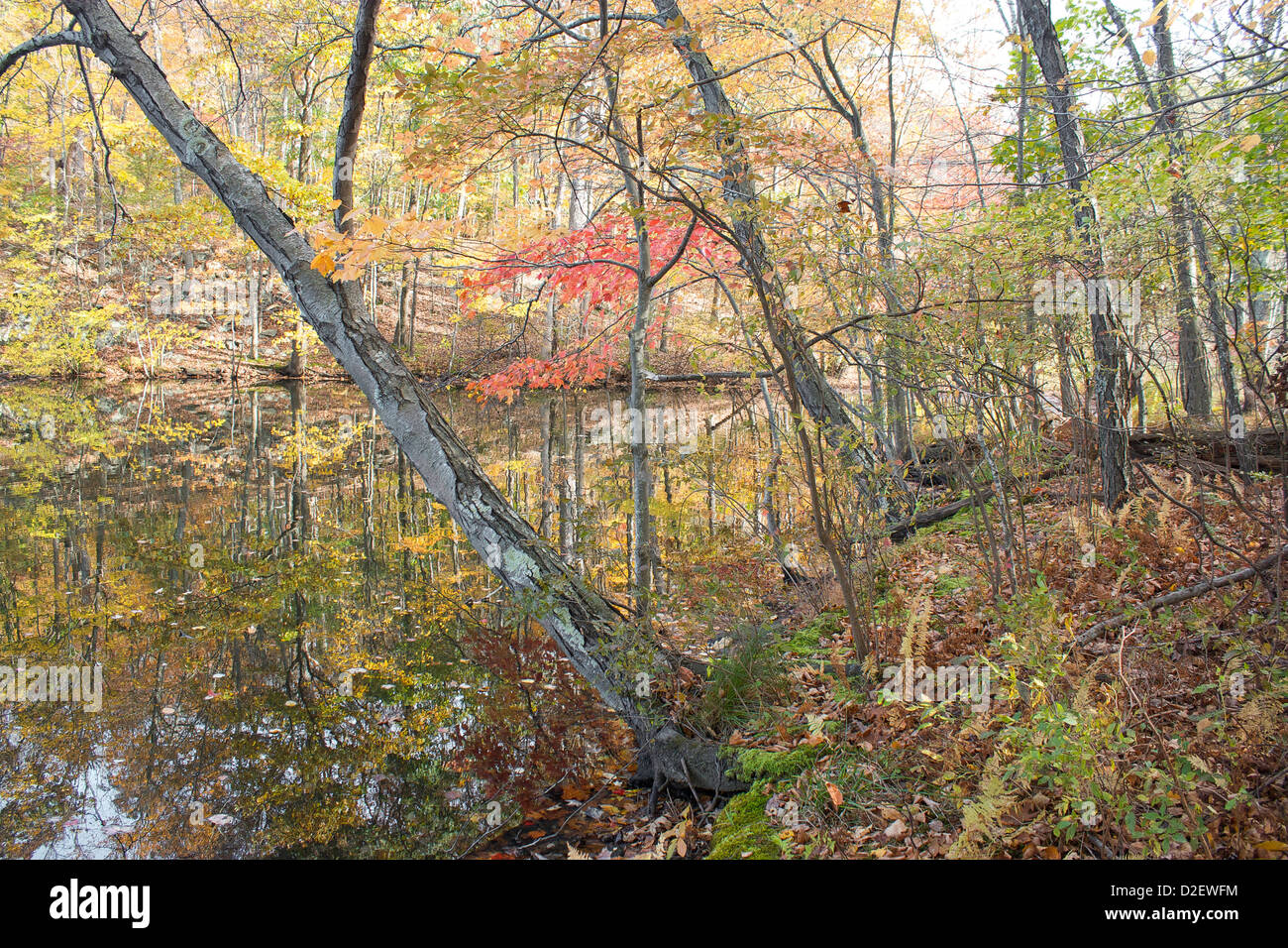 Fall foliage water reflections hi-res stock photography and images - Alamy