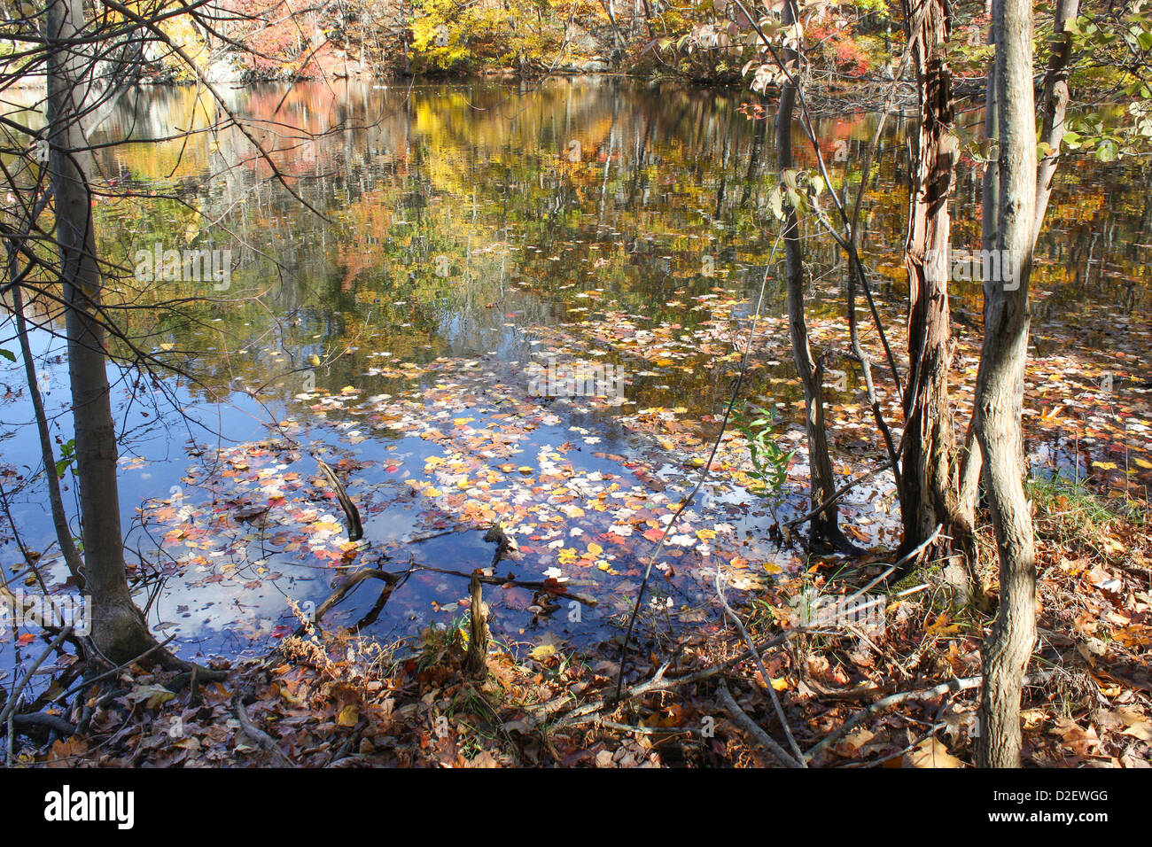 Autumn leaves floating on lake Stock Photo - Alamy