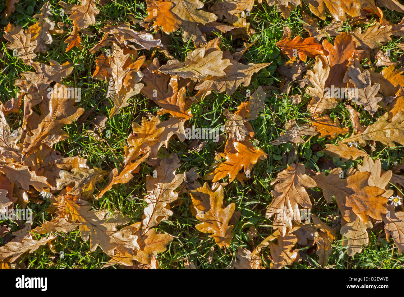 Fell from the tree hi-res stock photography and images - Alamy